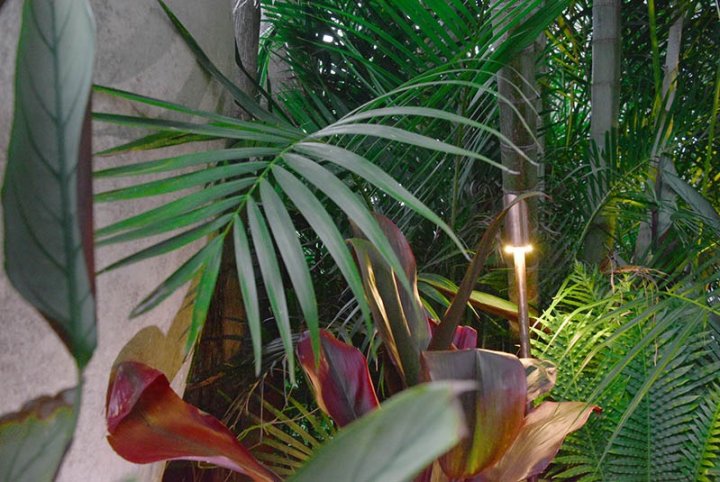 What Is the Best Way to Uplight a Tree? - Bondilights